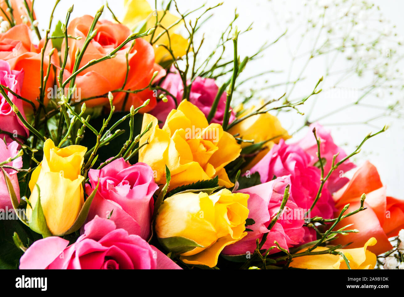 Colorfull roses hi-res stock photography and images - Alamy