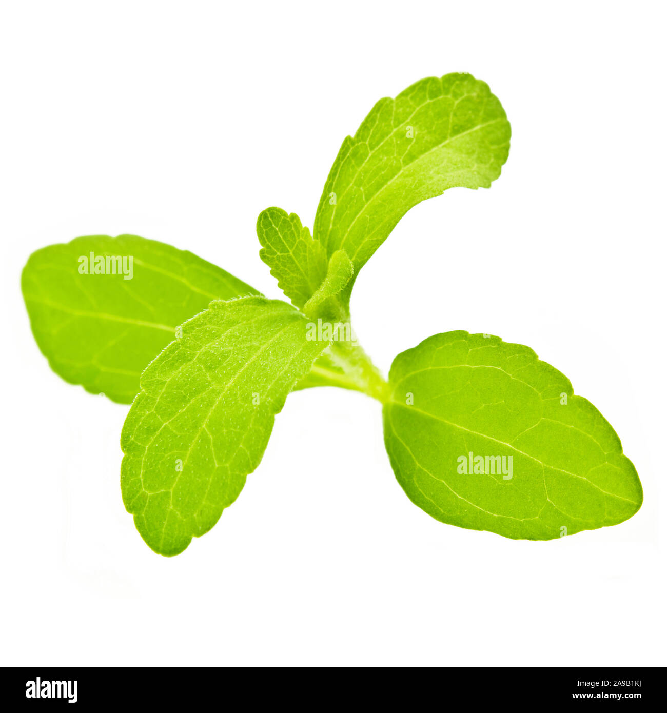 Stevia plant leaves isolated against white background Stock Photo - Alamy