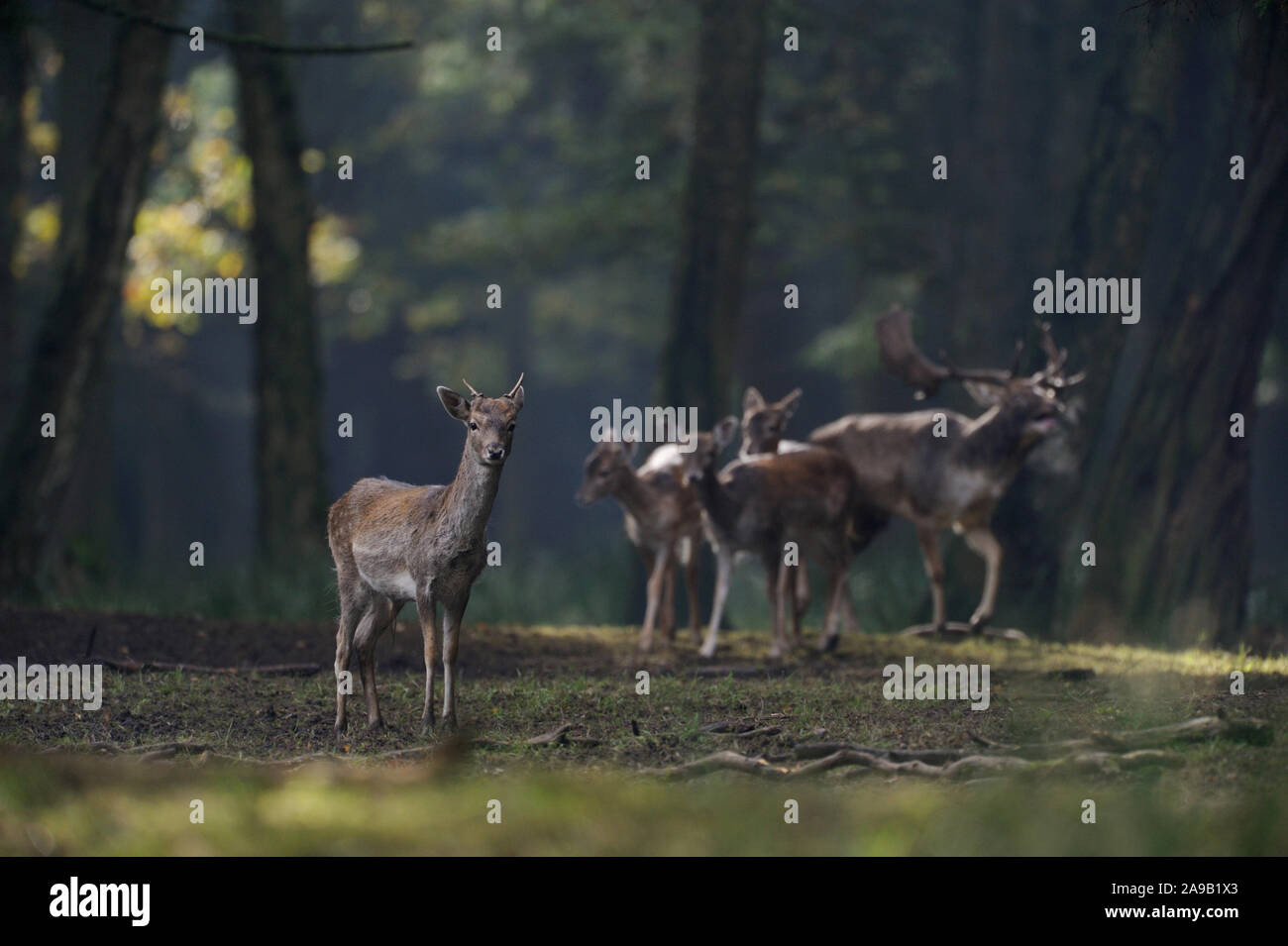 Fallow Deer ( Dama dama ), young male with pointed antlers with roaring ...