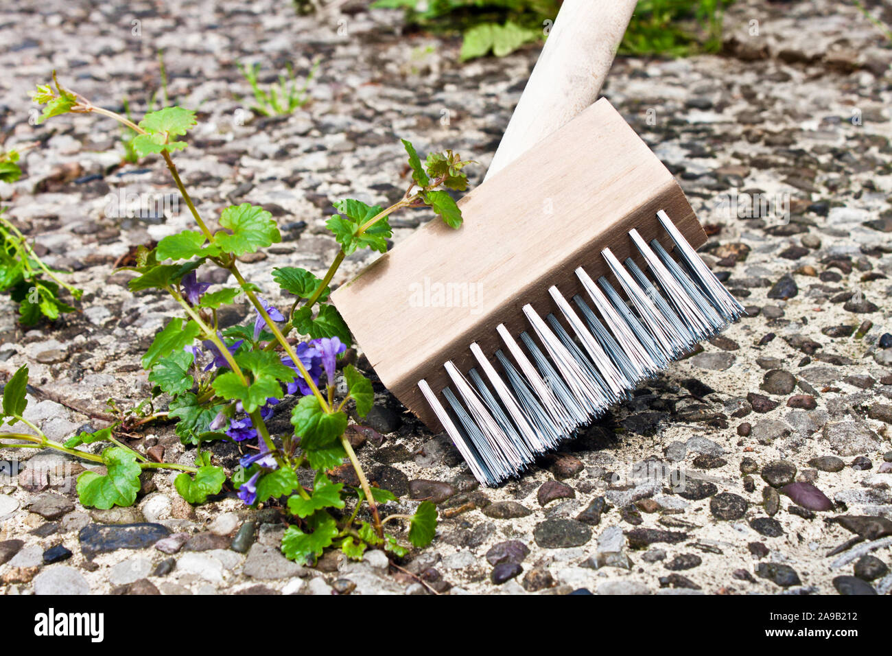 Weed brush close up Stock Photo - Alamy