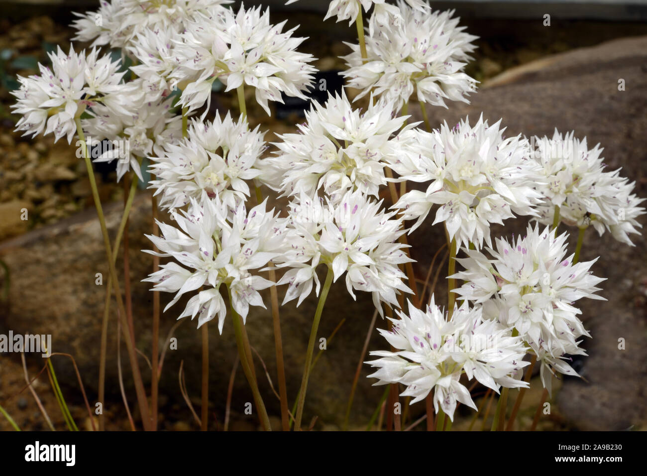 Serpentine soil plant hi-res stock photography and images - Alamy