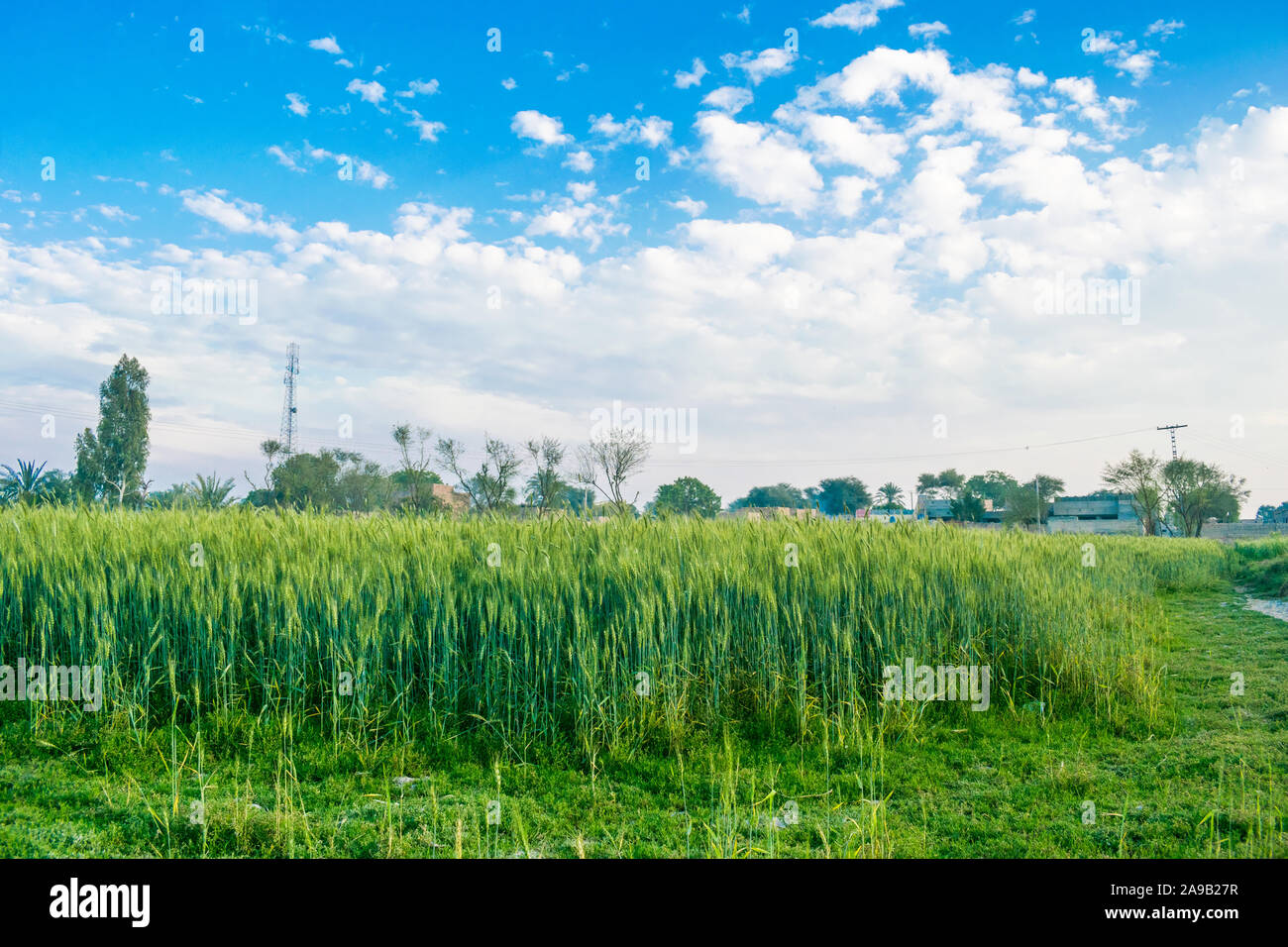 landscape image of green wheat fields in a village of punjab,pakistan ...