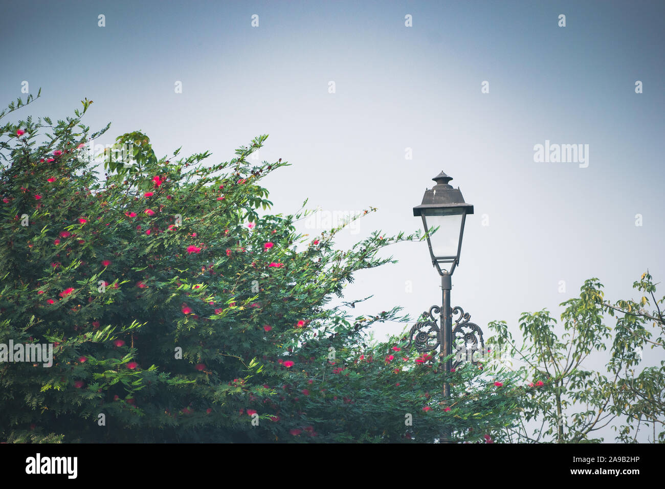 Lamp Post near trees Stock Photo - Alamy