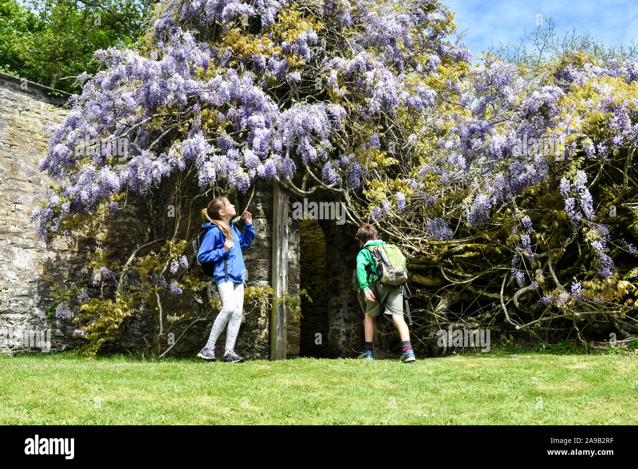 Caerhays castle gardens hi-res stock photography and images - Alamy