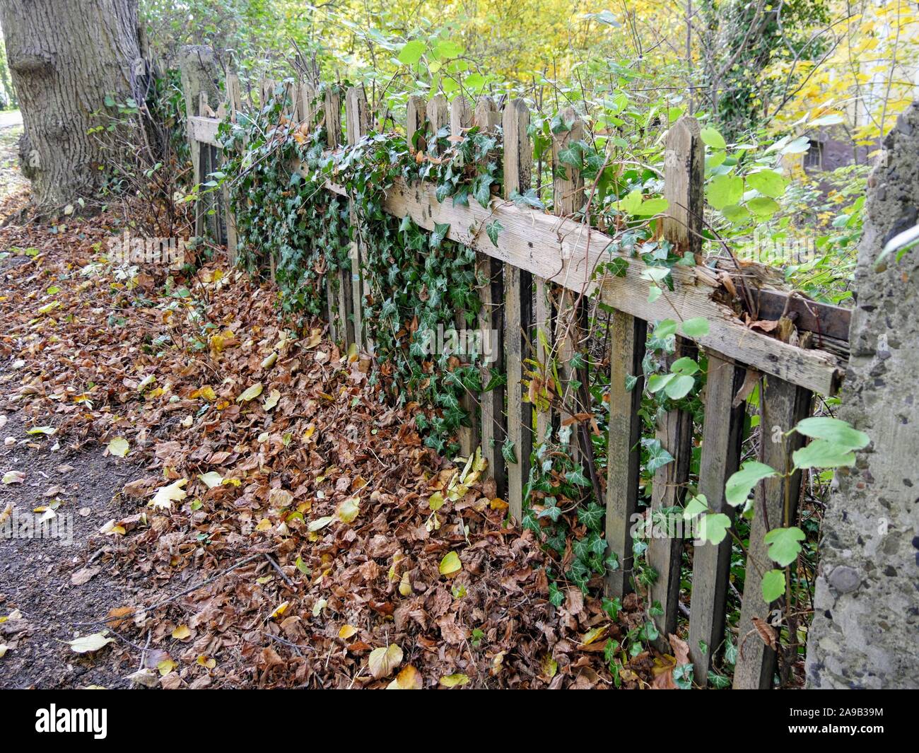 Climbing plants fence hi-res stock photography and images - Alamy