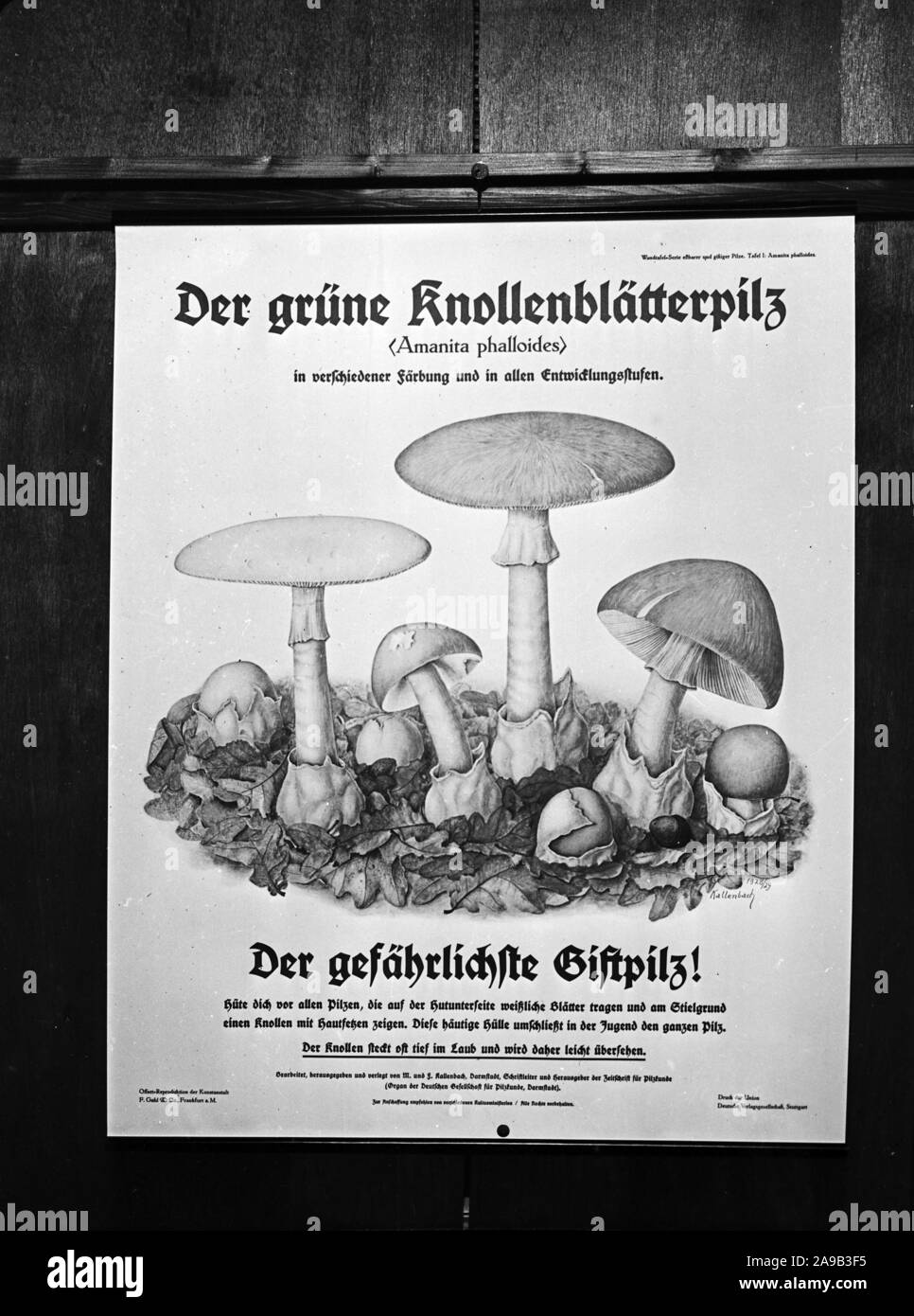 Warning for the green death cap, Germany 1930s Stock Photo - Alamy