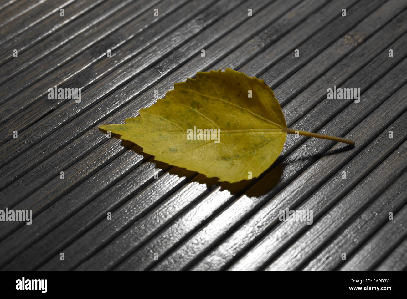 One leaf type hi-res stock photography and images - Alamy