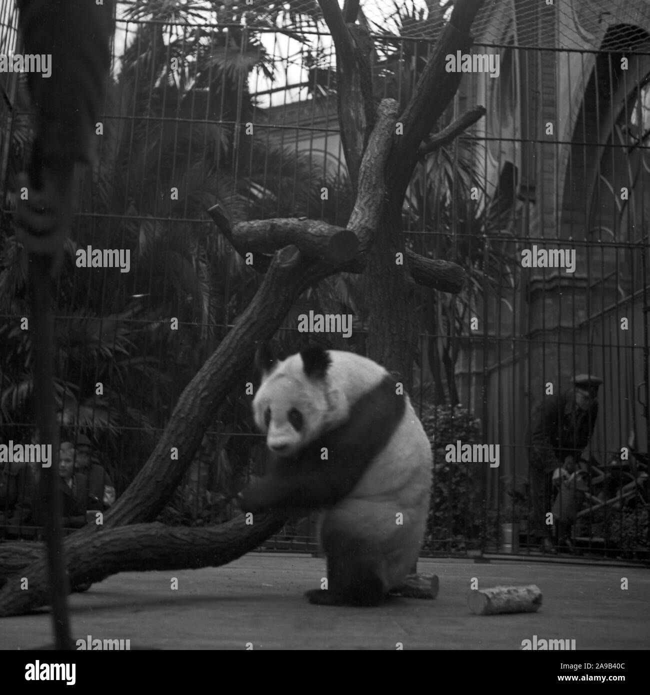 The Giant Panda plays in his enclosure at Berlin Zoo, Germany 1940s ...