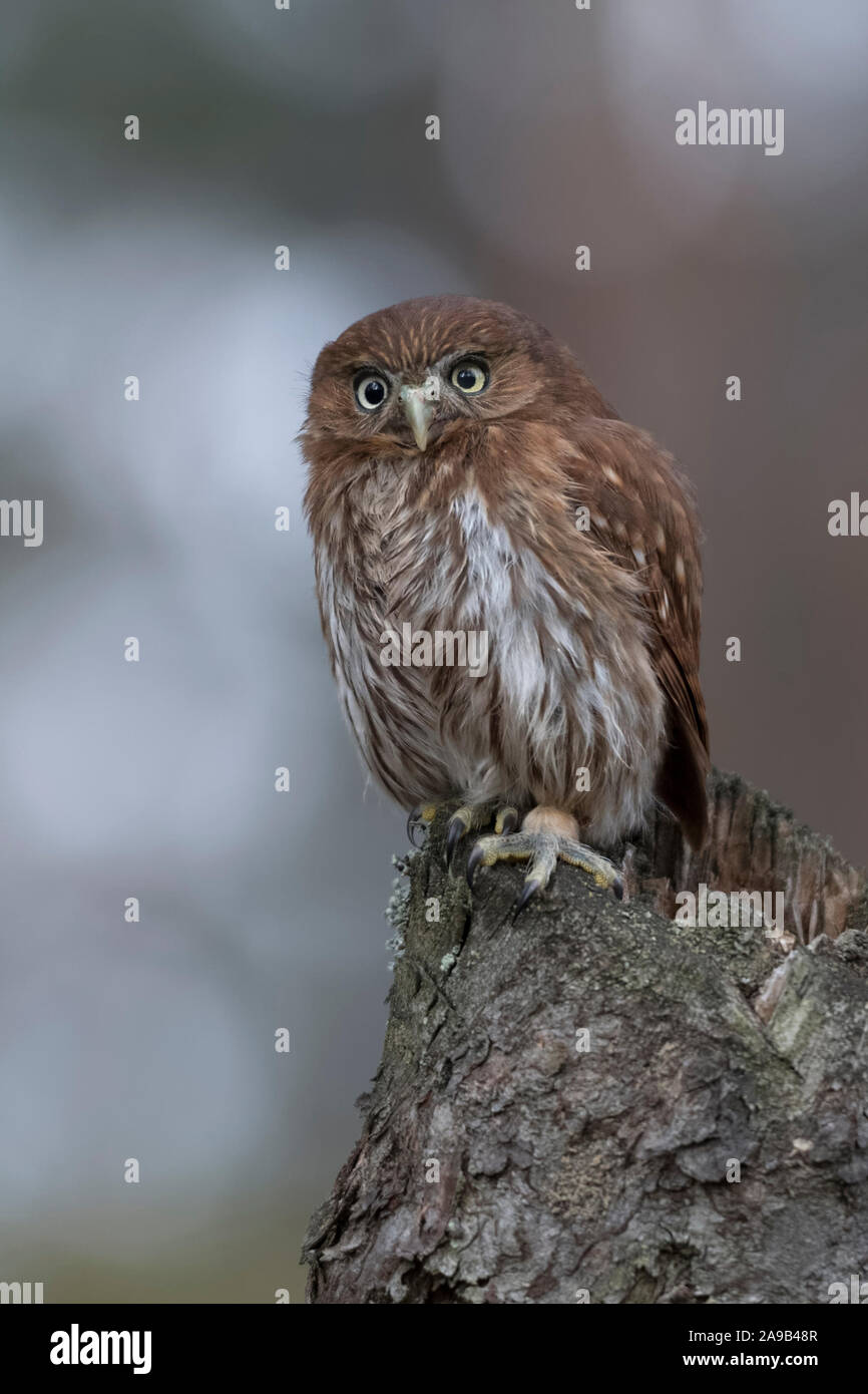 Cute Pygmy Owl