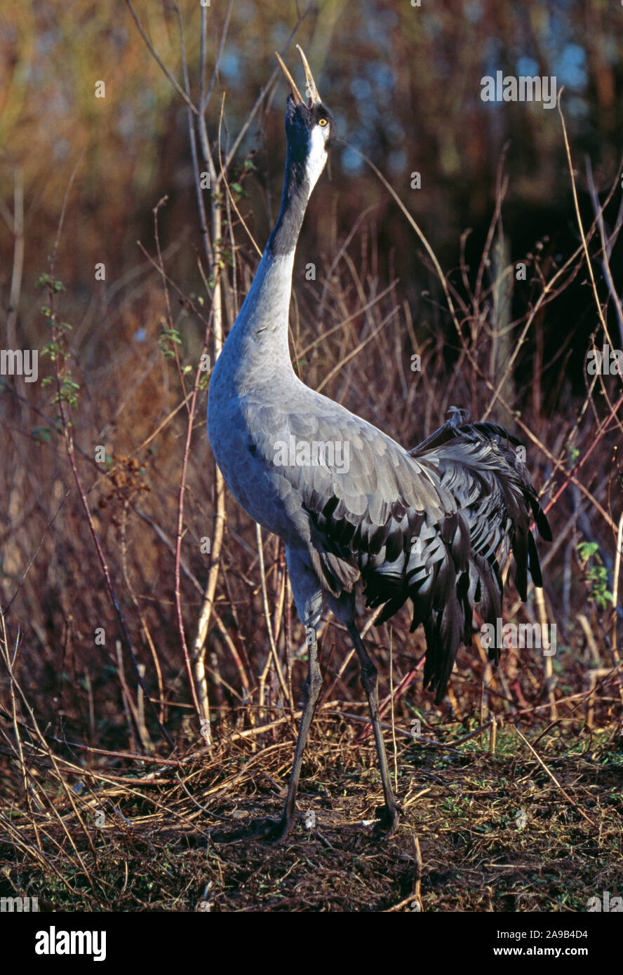 COMMON CRANE calling Grus grus Stock Photo - Alamy