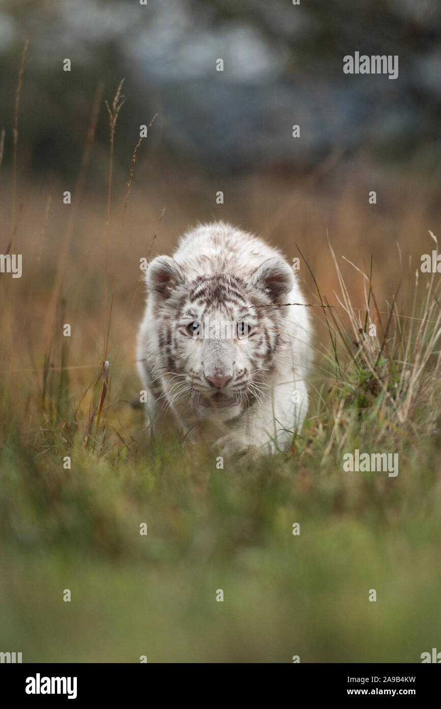 Royal Bengal Tiger / Koenigstiger ( Panthera tigris ), white animal ...
