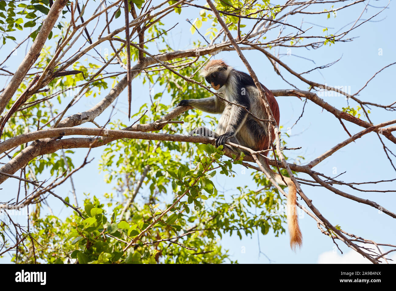 Ugandan red colobus monkey hi-res stock photography and images - Alamy