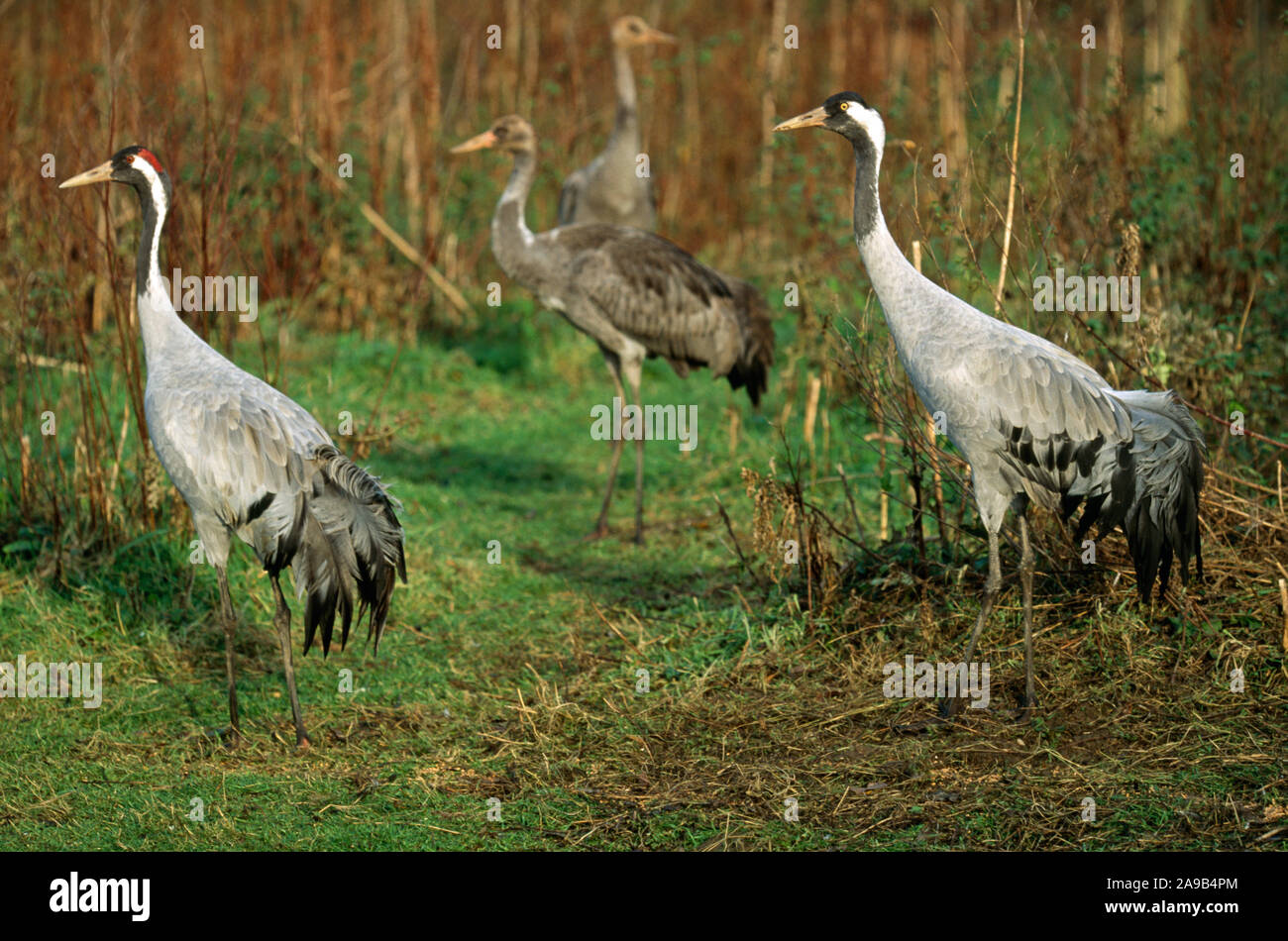 COMMON CRANE group Grus grus Breeding male left with conspicuous red ...