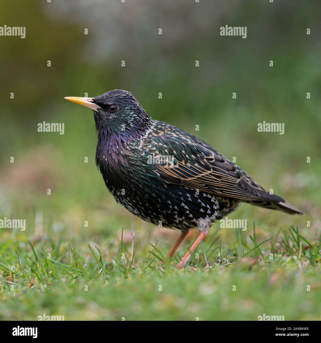 Common Starling / Star ( Sturnus vulgaris ) adult in its breeding dress ...