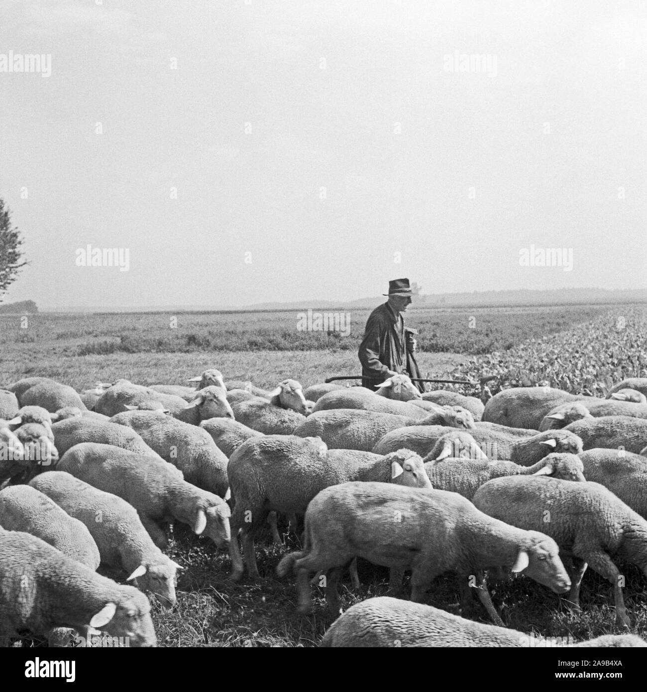 A stockman with his sheep, Germany 1958 Stock Photo - Alamy