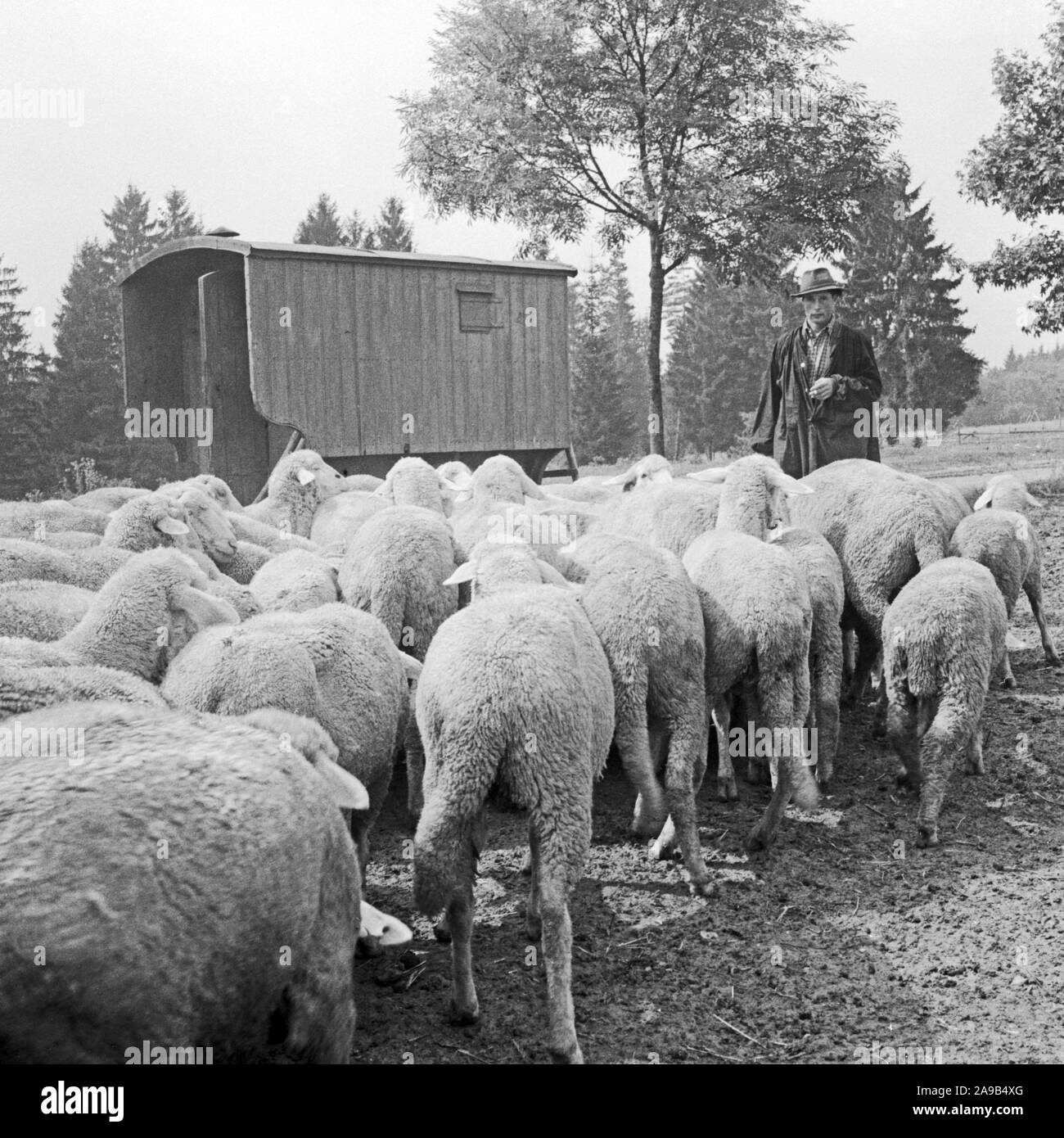A stockman with his sheep, Germany 1958 Stock Photo - Alamy