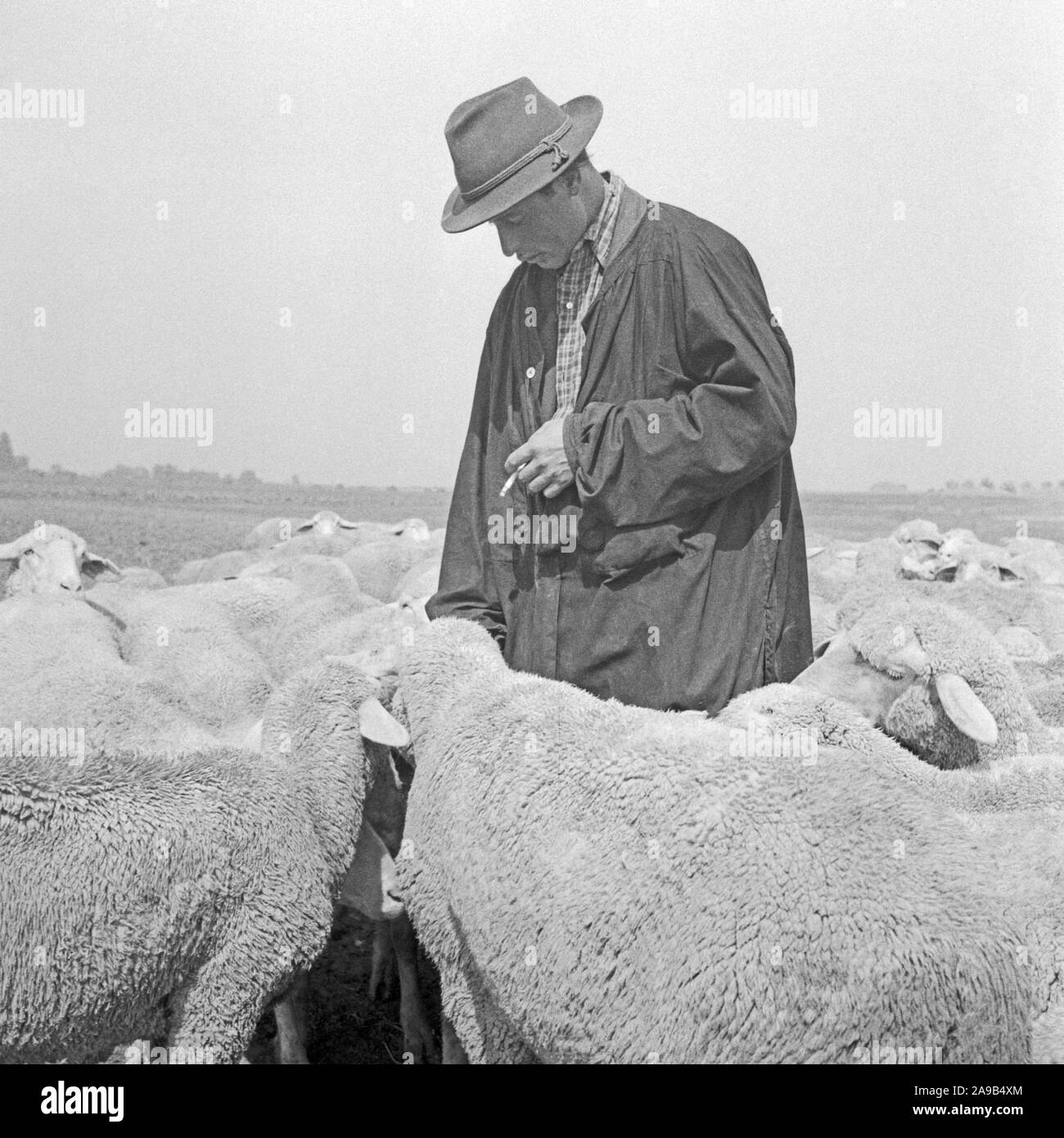 A stockman with his sheep, Germany 1958 Stock Photo - Alamy