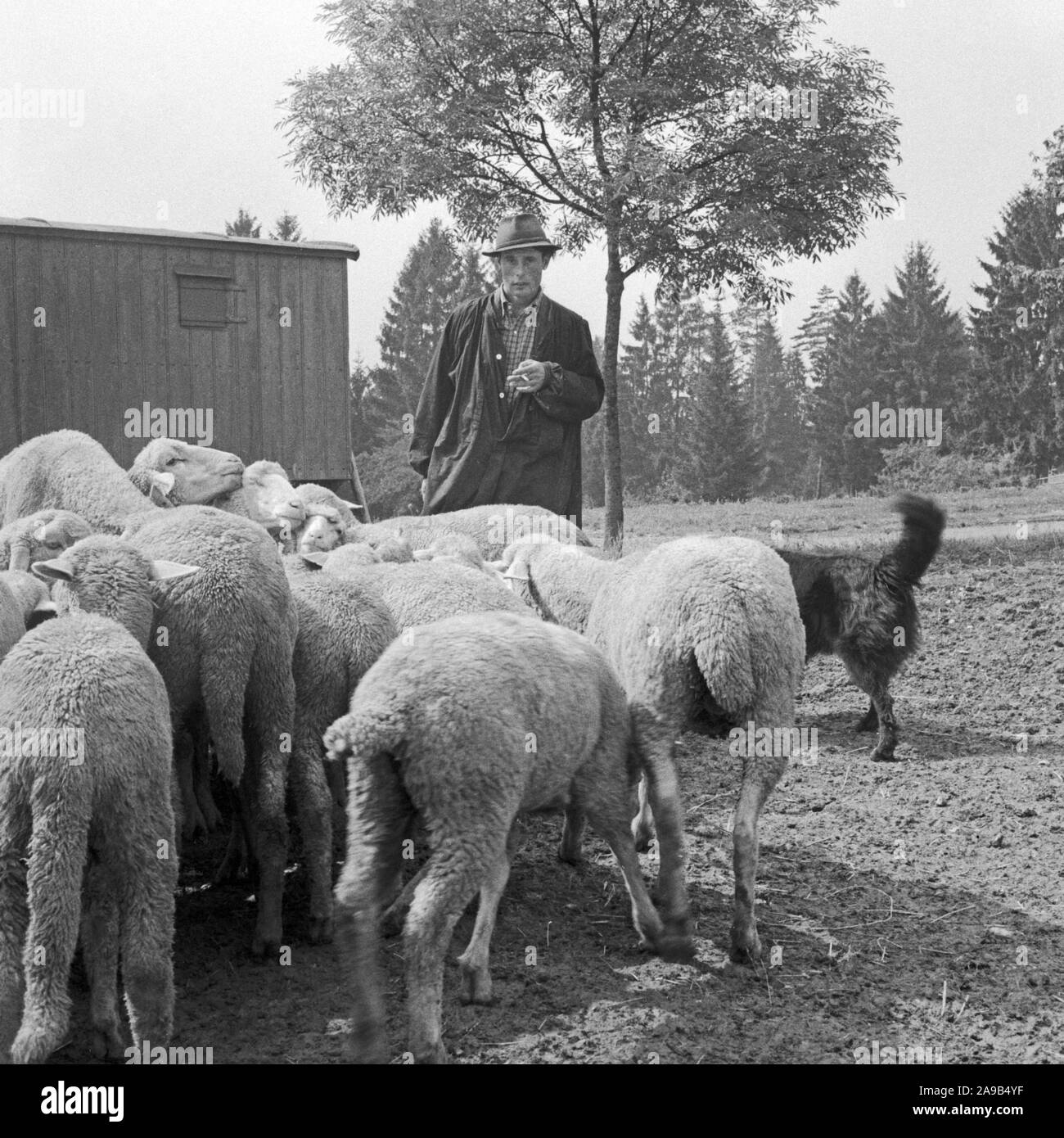 A stockman with his sheep, Germany 1958 Stock Photo - Alamy