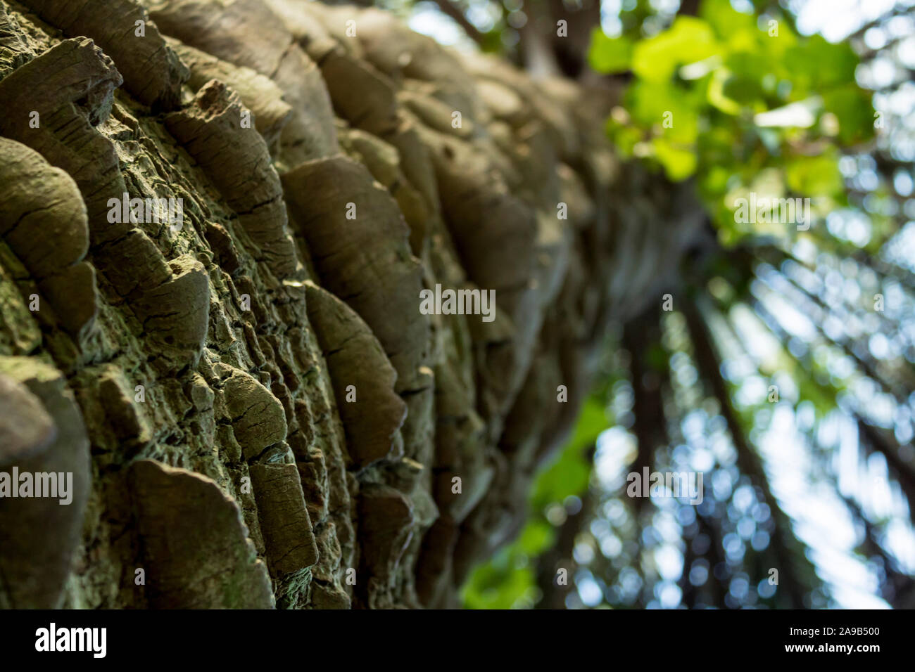 palm tree trunk texture close up Stock Photo - Alamy