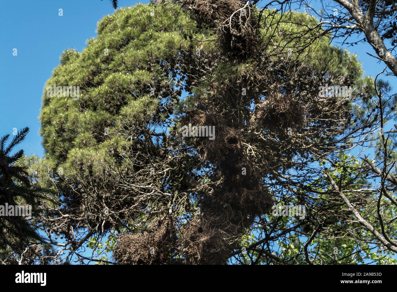 Huge Parrots' nest in the park. This truly is a complex highly ...