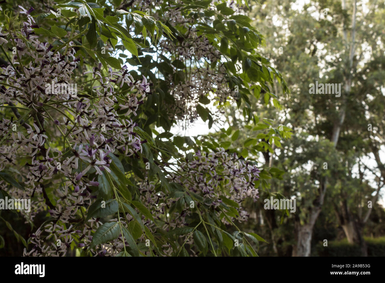 White and purple tiny flowers in bloom defocused bokeh. Melia azedarach ...