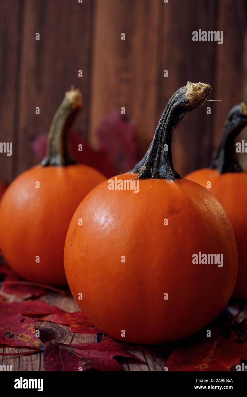 Still life Pumpkins fall Autumn background, selective focus Stock Photo ...