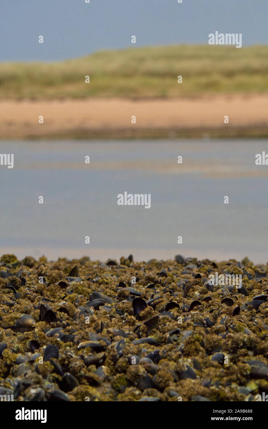 Mussels bed hi-res stock photography and images - Alamy