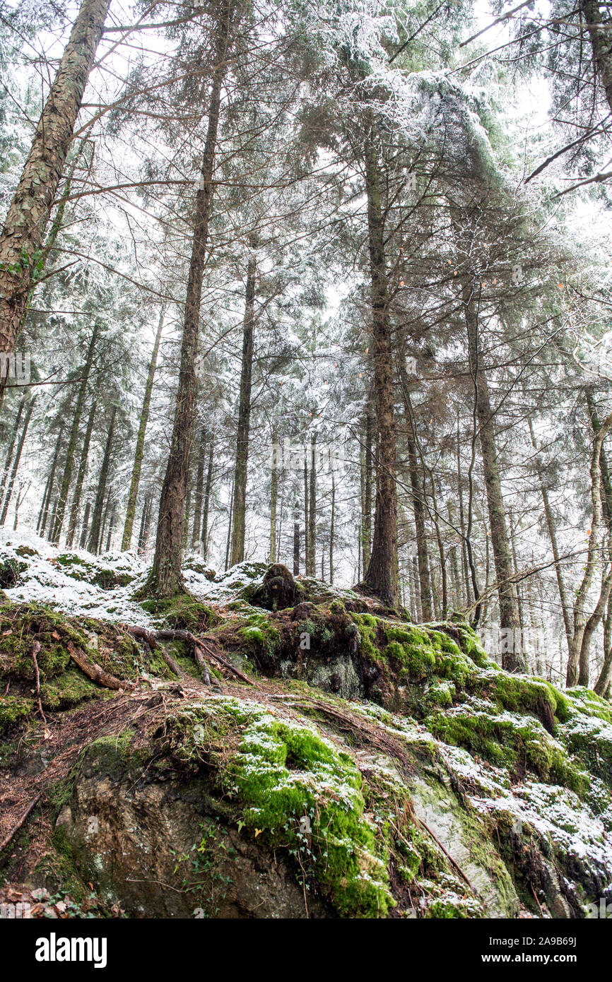 snow covered woodland trails Stock Photo - Alamy
