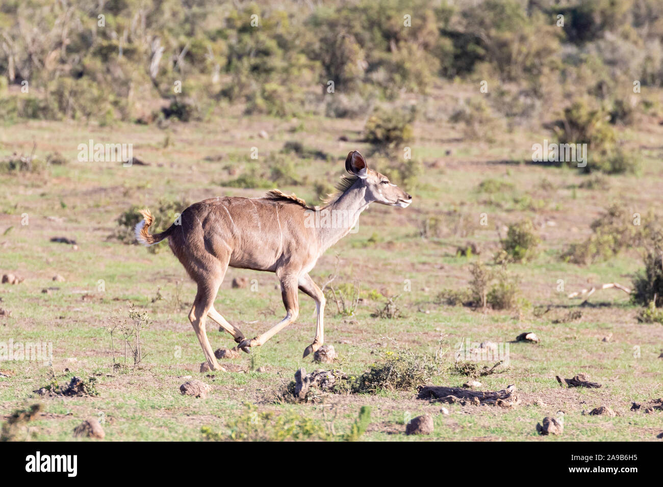 Greater Kudu (Tragelaphus strepsiceros) cow galloping across grassland ...