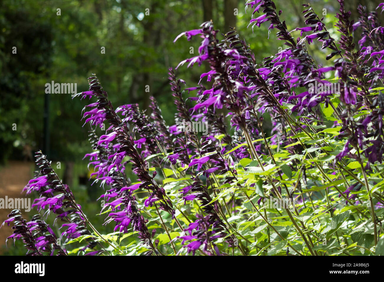 Blue and purple spring in Buenos Aires. Spring brings blue and purple ...