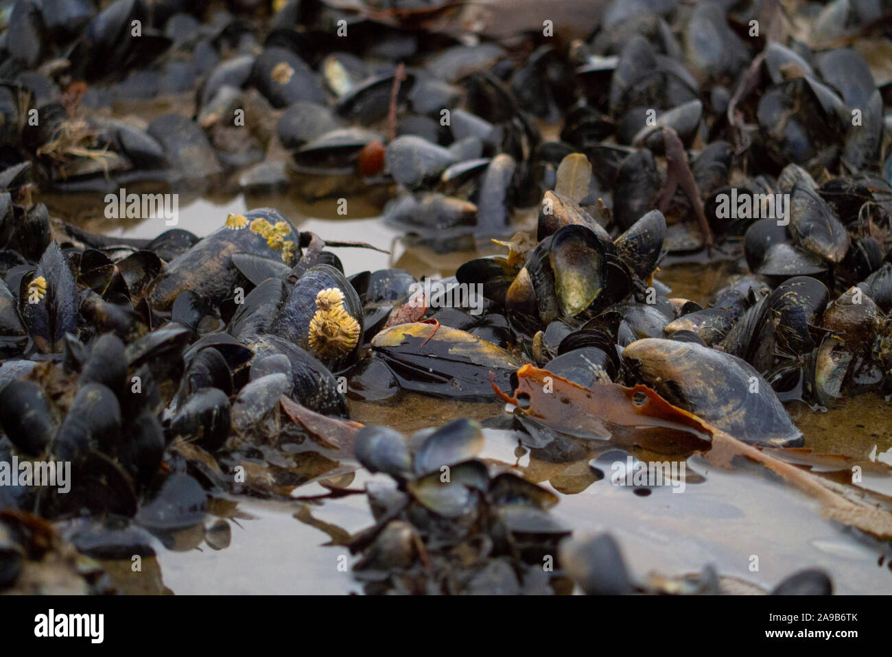 Sea mussels Loch Fleet Scotland UK Stock Photo - Alamy
