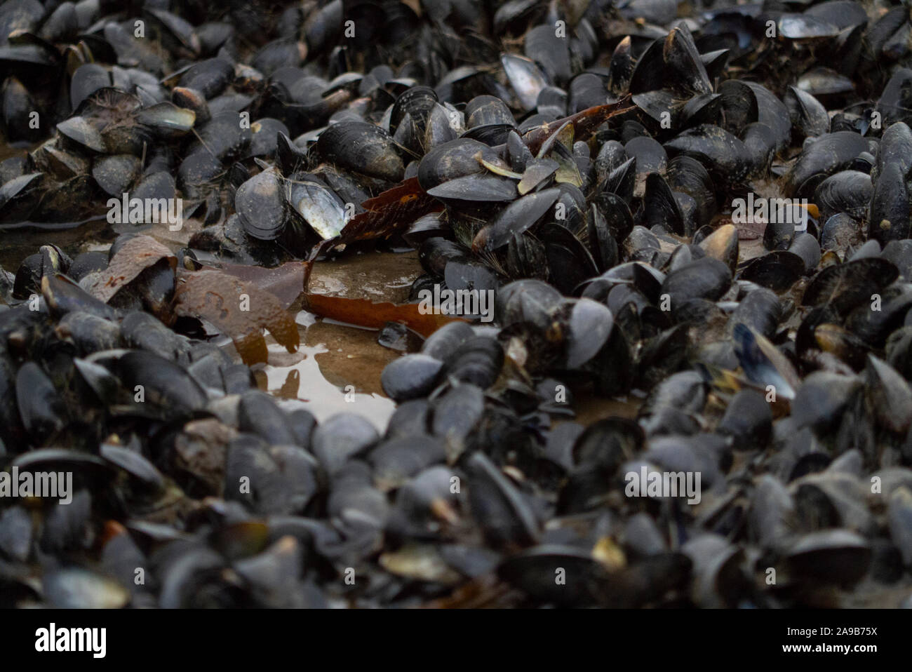 Sea mussels Loch Fleet Scotland UK Stock Photo - Alamy