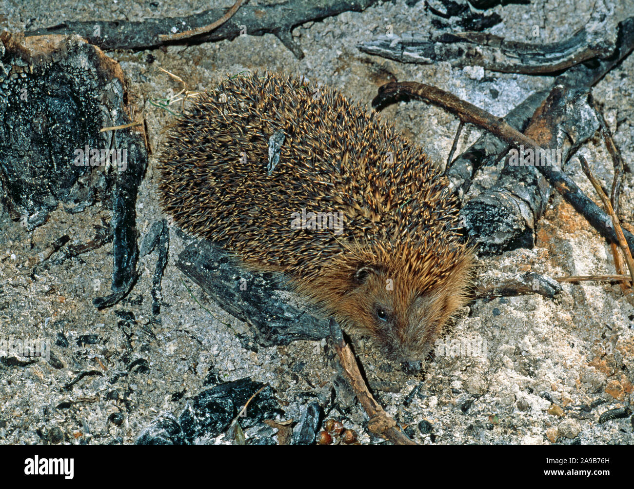 Hibernating hedgehog hi-res stock photography and images - Alamy