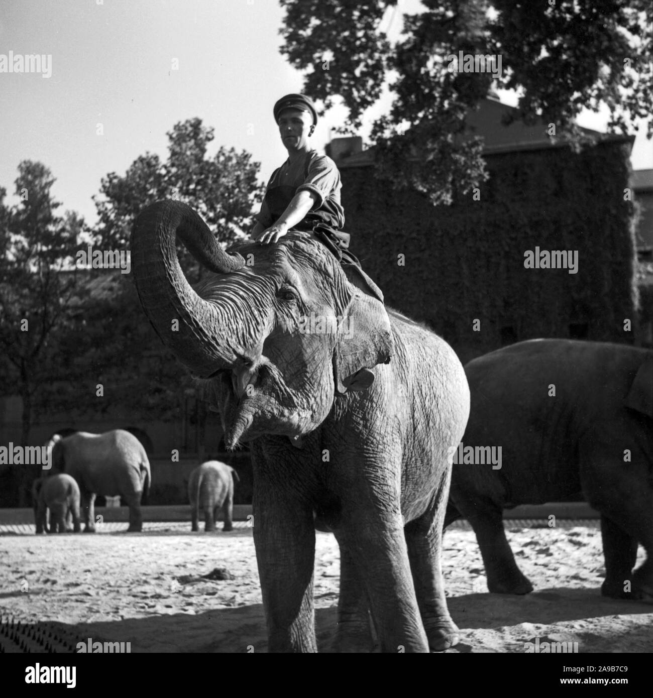 Zookeeper elephant hi-res stock photography and images - Alamy