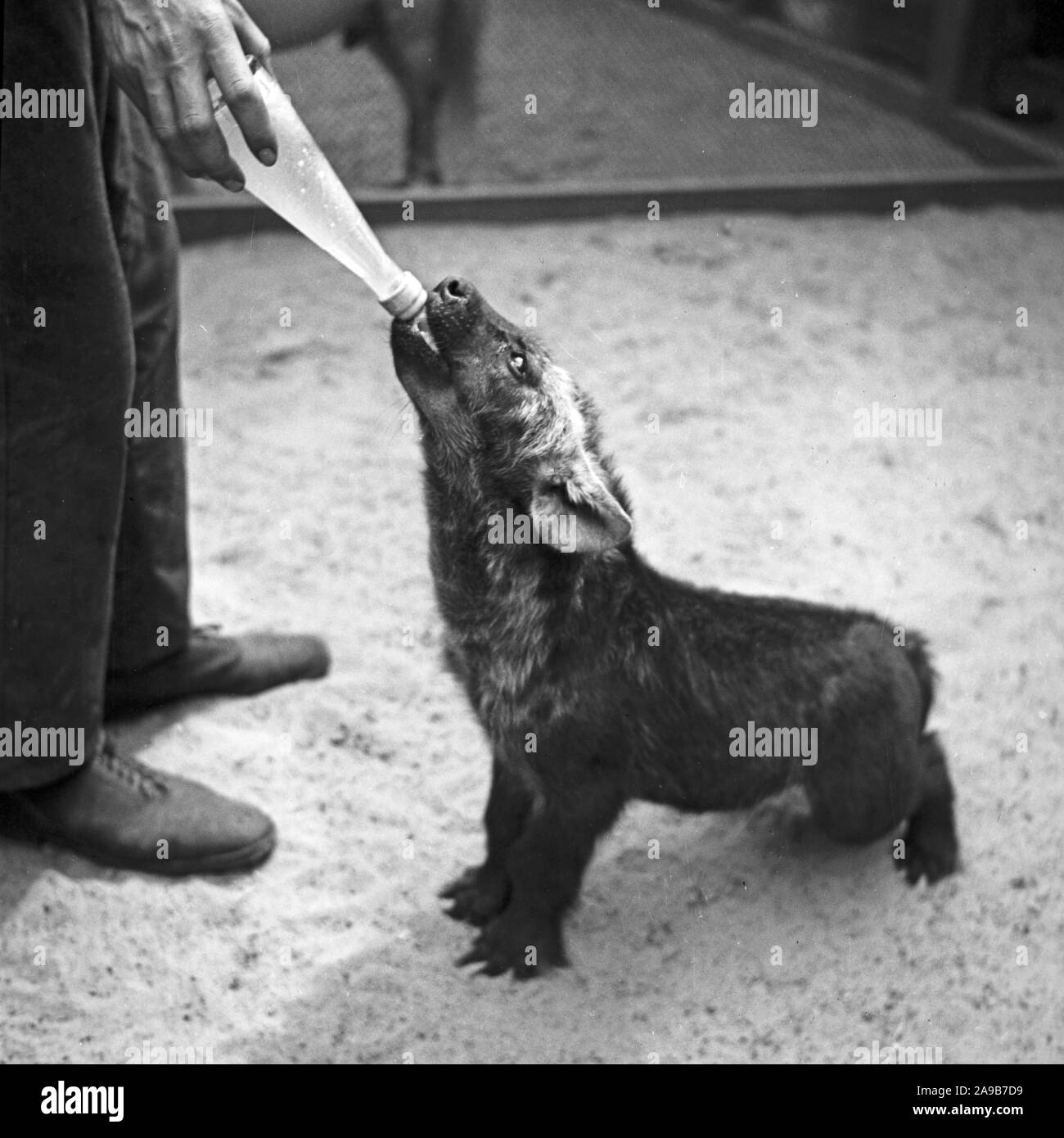 Zookeeper feeding animals hi-res stock photography and images - Alamy