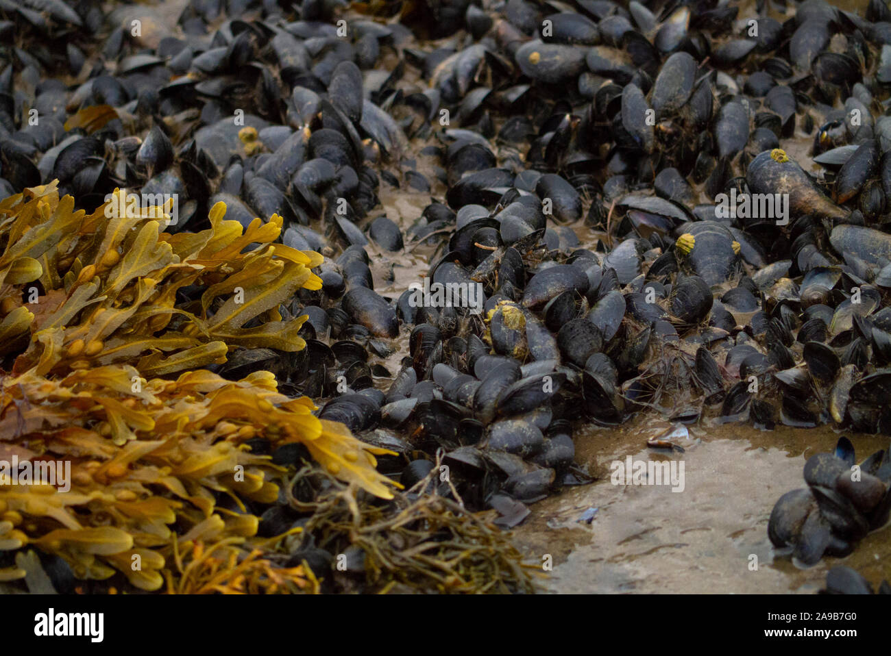 Sea mussels Loch Fleet Scotland UK Stock Photo - Alamy