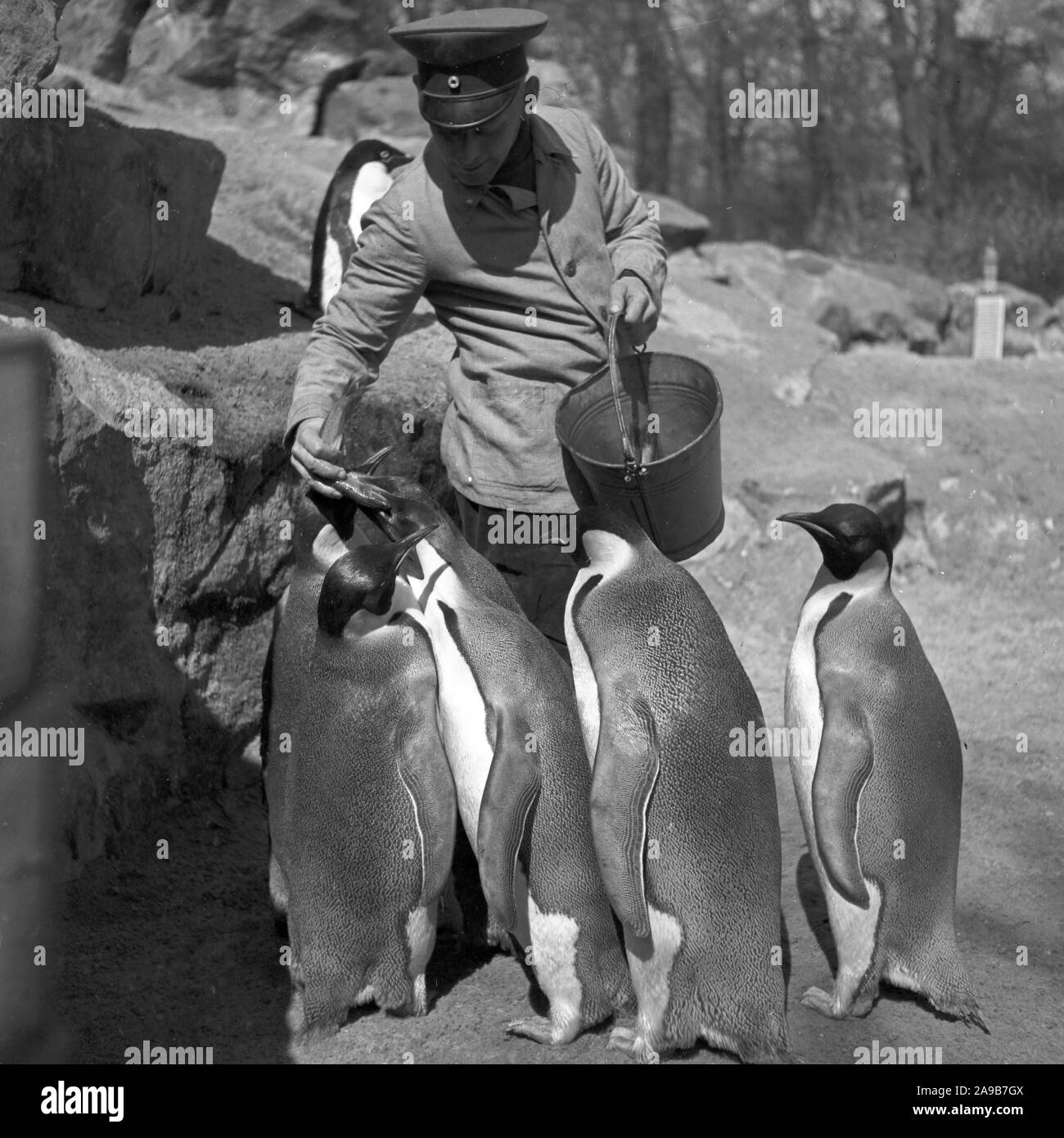 Animals and people Black and White Stock Photos & Images - Alamy