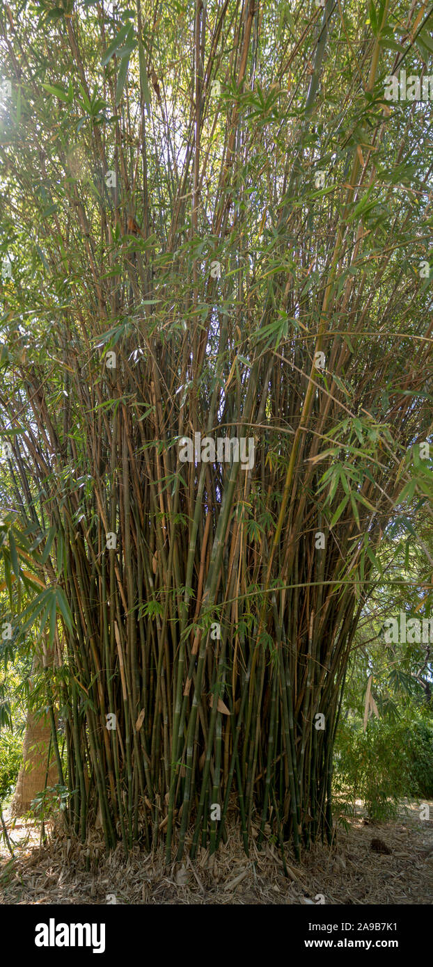 Giant bamboo bush. These plants grow rapidly they are ideal for shade ...