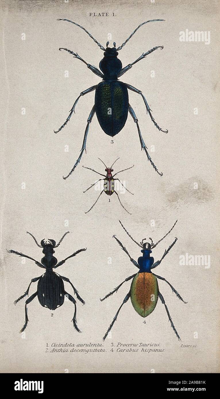 Four insects hi-res stock photography and images - Alamy