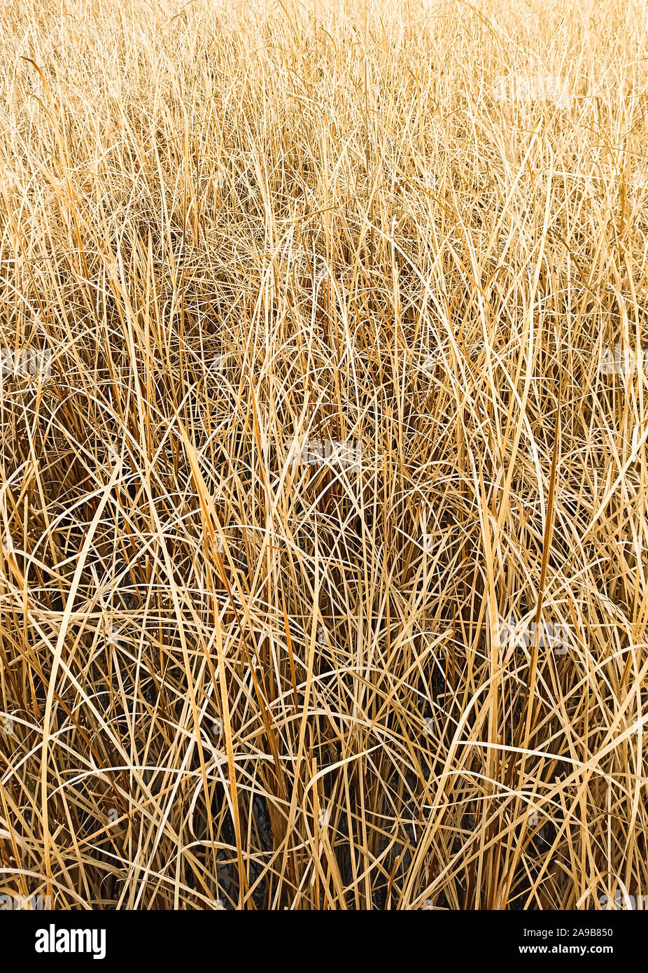 Closeup detail of the dry reed in the swamp Stock Photo - Alamy
