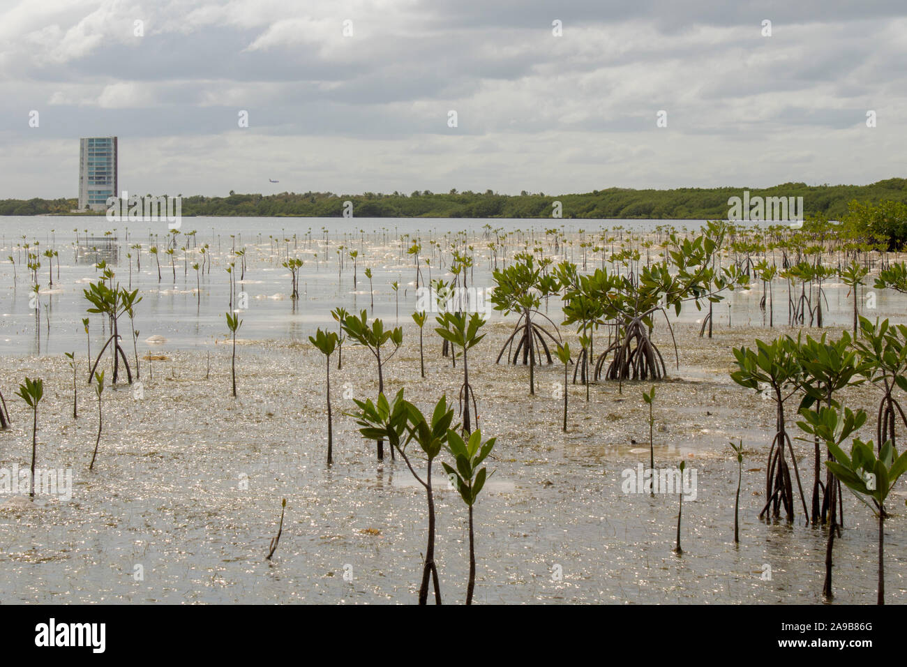 Swamp red mangrove rhizophora mangle hi-res stock photography and ...