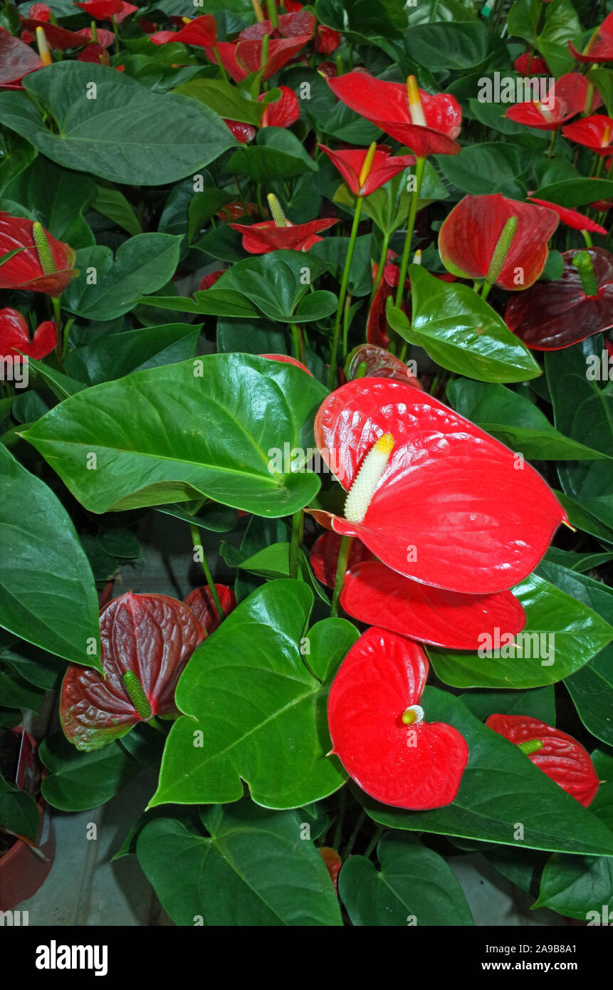 Red anturium close-up Stock Photo - Alamy