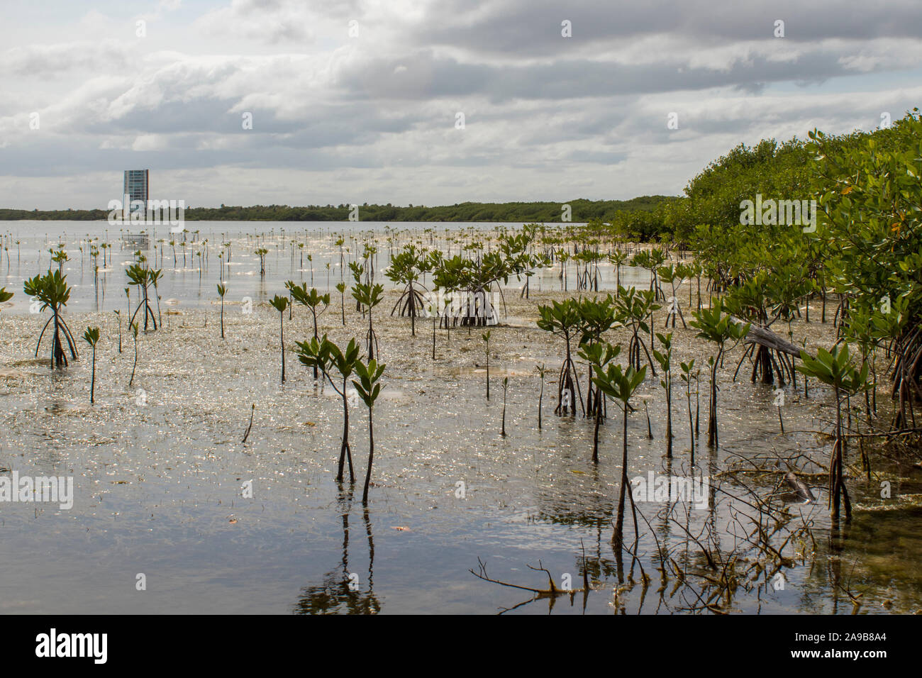Swamp red mangrove rhizophora mangle hi-res stock photography and ...