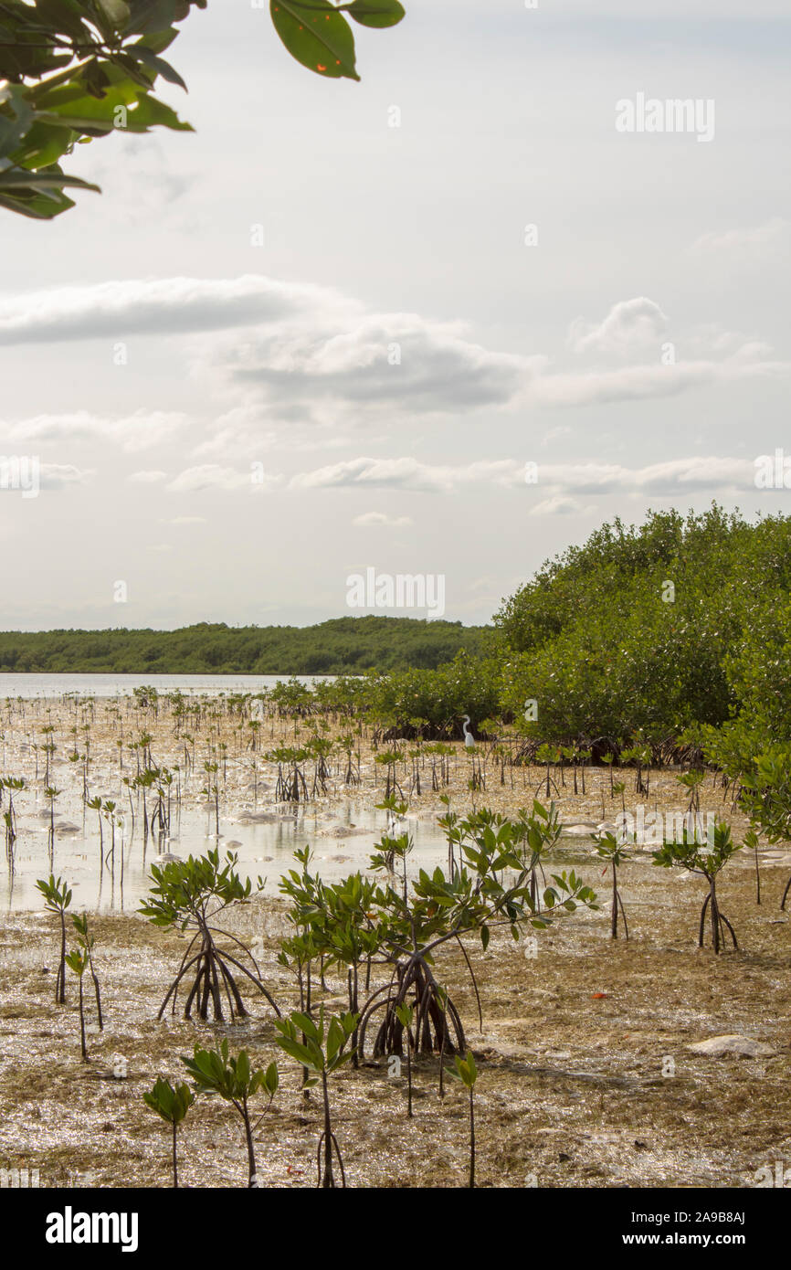 growing tropical mangrove is essential for a balanced environment ...