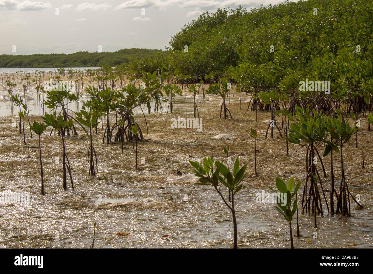 Swamp red mangrove rhizophora mangle hi-res stock photography and ...