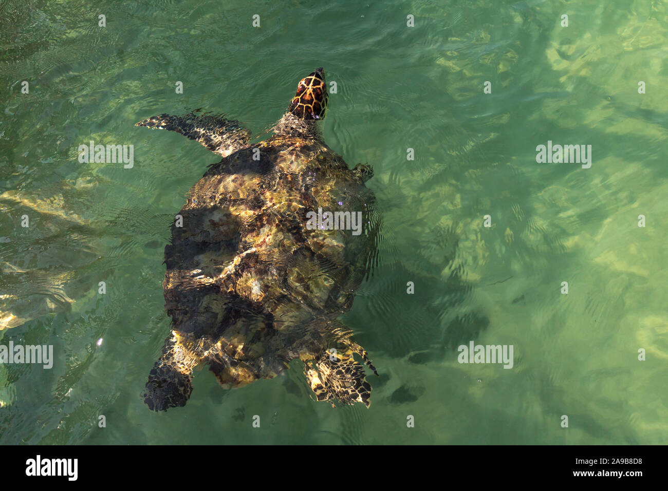 Curious sea turtle swims close to boat. Sea turtles have seen their ...