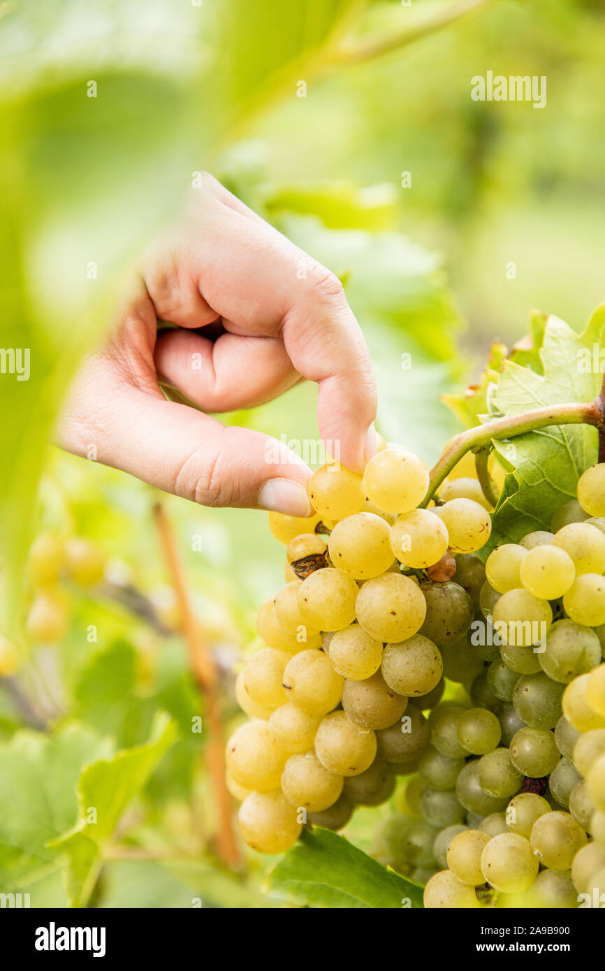 A hand picking a grape from a bunch of grapes hanging on a vine at a ...