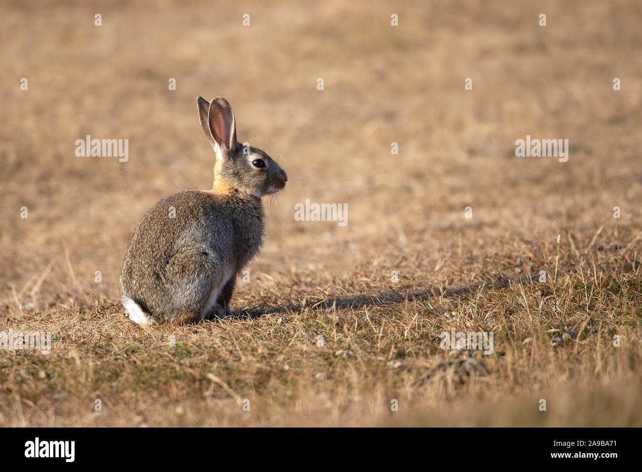 Oryctolagus cuniculus white wild hi-res stock photography and images ...