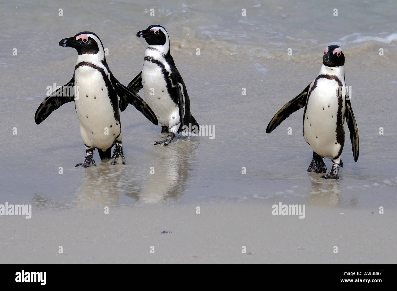 African Penguins,Jackass,Boulders Beach, Simonstown, South Africa Stock ...