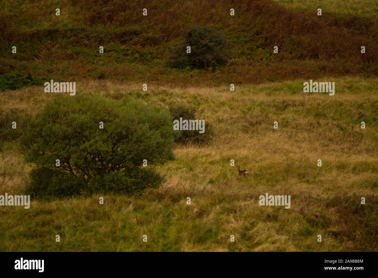 Scottish golf links hi-res stock photography and images - Alamy